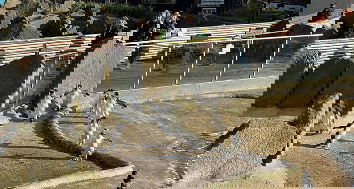 Zoološki vrt u Edinburgu dom za pingvine već 108 godina