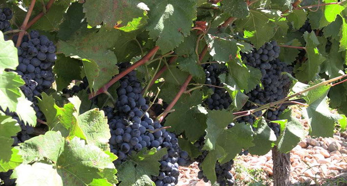 Ovogodišnje grožđe u Hercegovini kvalitetno i organsko, vina će biti ...
