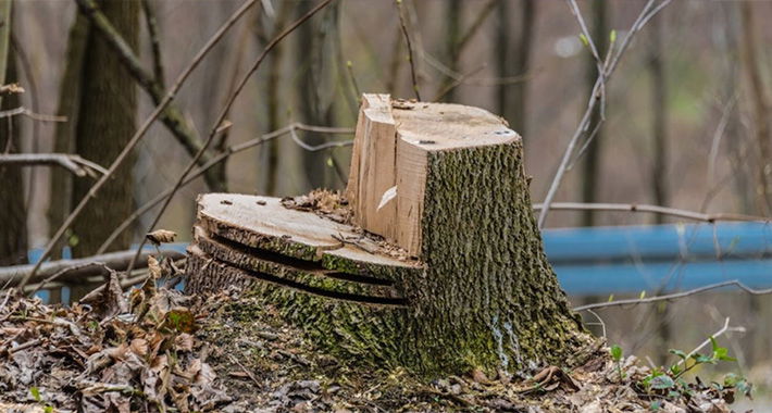 Posjekli sedam velikih stabala hrasta i nasljednike oštetili za 20.000 ...