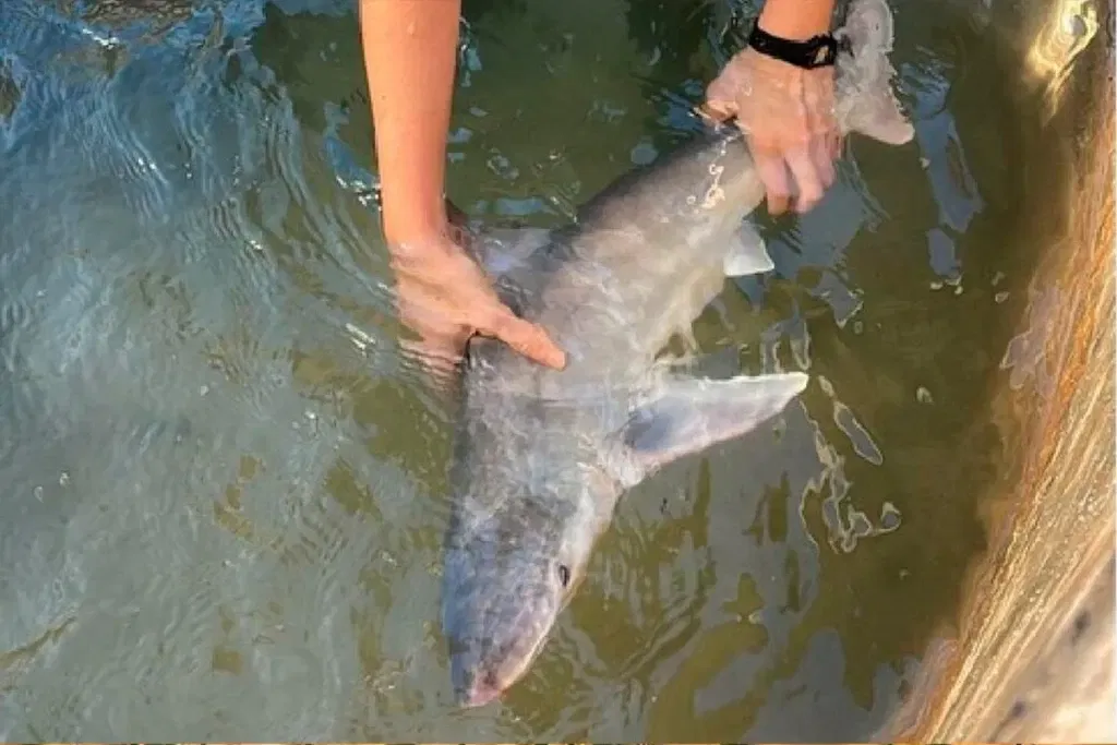 Rijetka vrsta ajkule ulovljena u Jadranskom moru