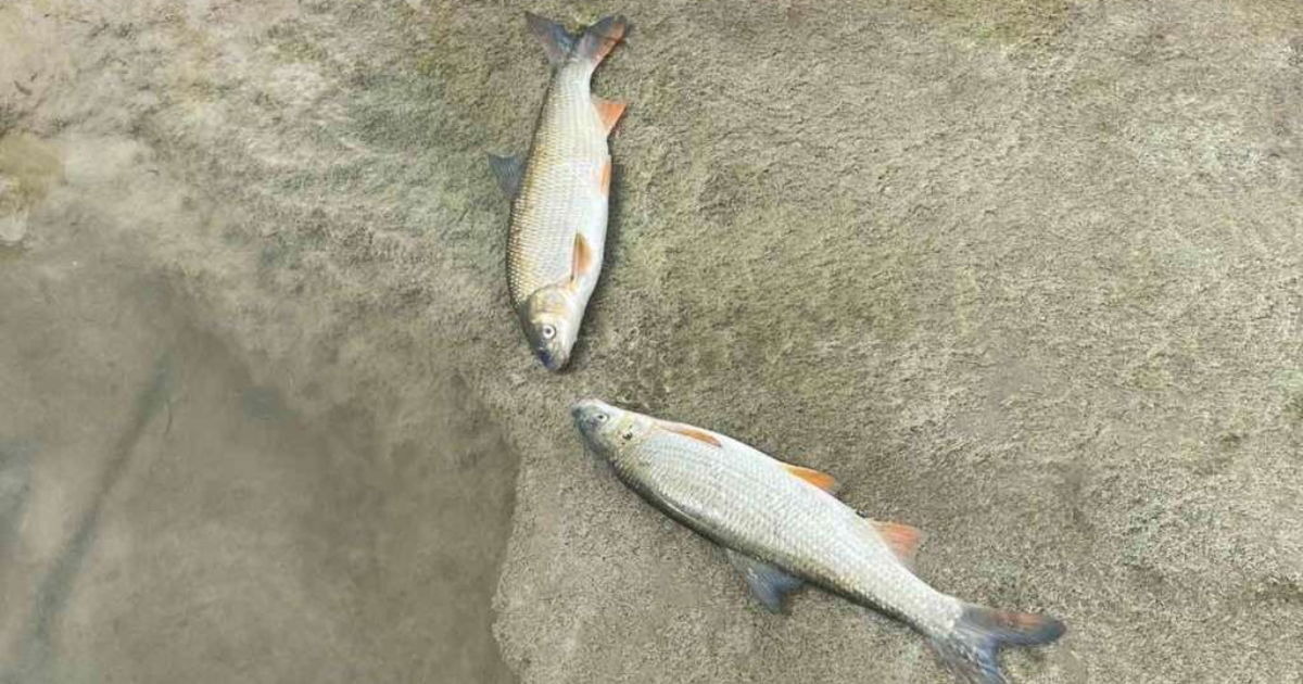 Pomor ribe u rijeci Bosni kod fabrike Natron Hayat, inspekcija na terenu