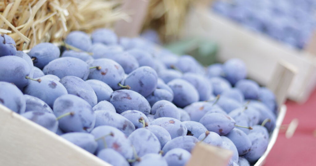 Berba šljive u gradačačkom kraju u punom zamahu, dnevnica za berače 70 ...