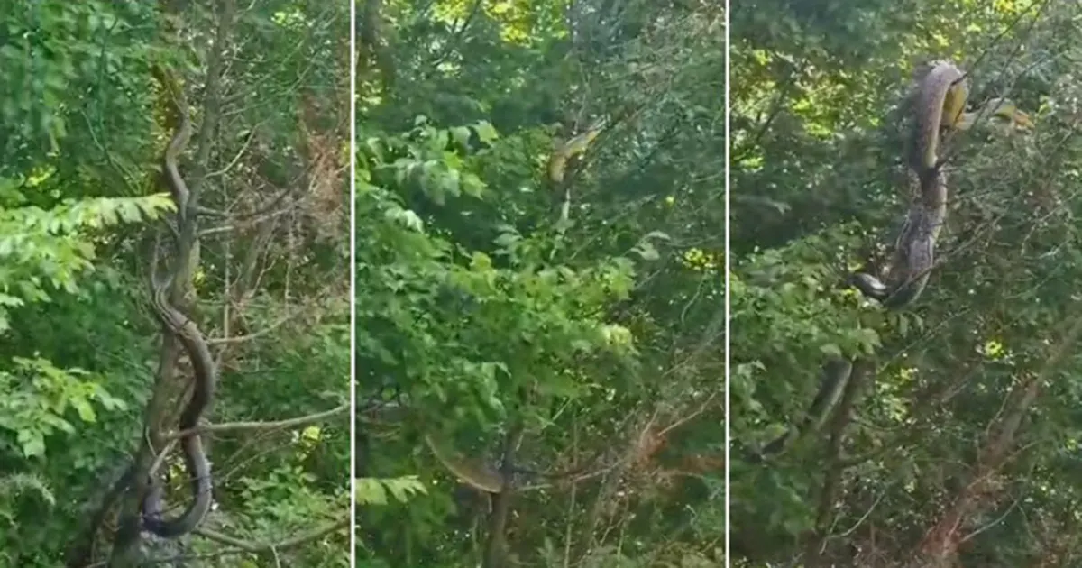 U Hercegovini snimljena ogromna zmija (VIDEO)