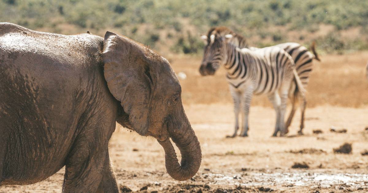 Ova zemlja će ubiti 700 divljih životinja, uključujući slonove, zebre i ...
