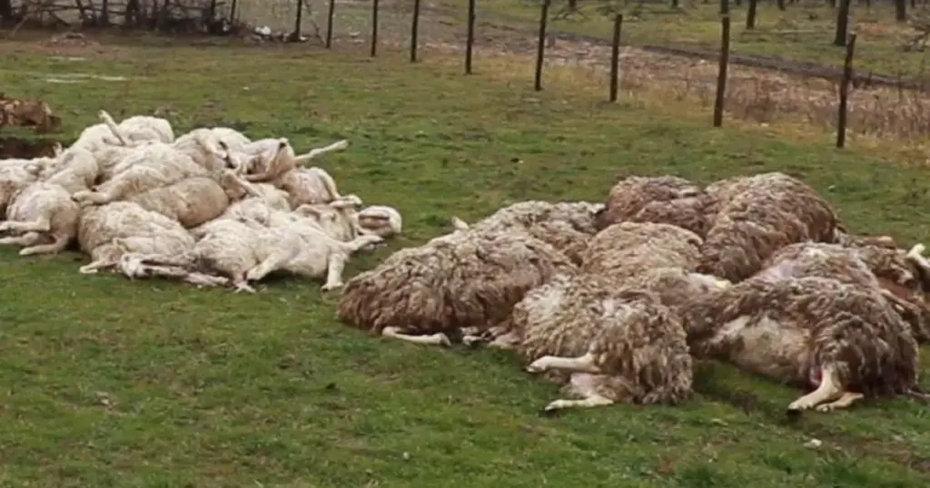 U dvije noći zaredom ubijeno mu više od 50 ovaca i janjadi: Ovo su ...
