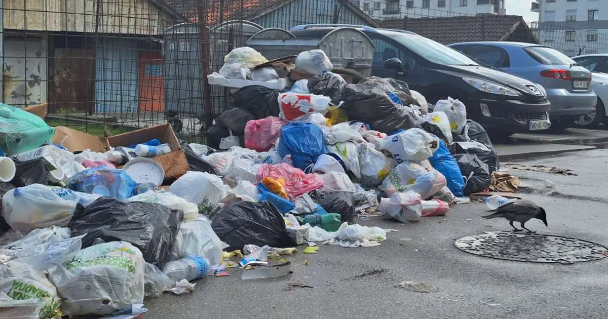 Gozba za pse, mačke i ptice: Banja Luka zatrpana smećem, ugroženo javno ...