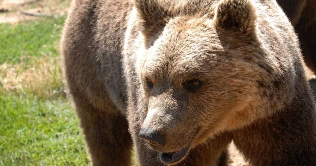 Ženu u Sloveniji napao medvjed, u kritičnom je stanju