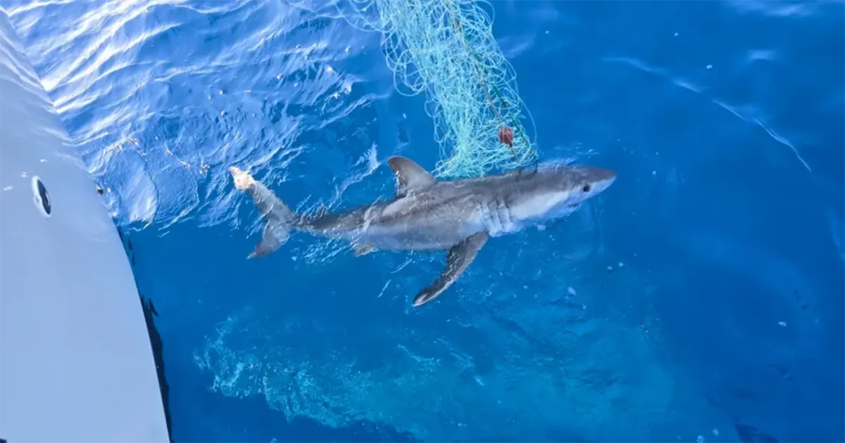 U Crnoj Gori ulovljena velika bijela ajkula, objavljeno i kada je zadnji put napala u Jadranu