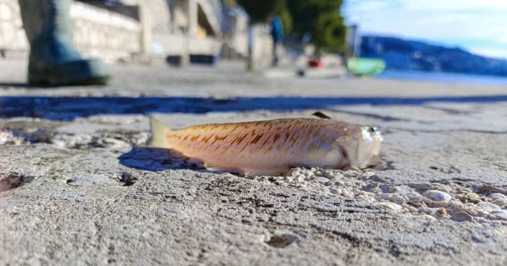 U Neumu ulovljena jedna od najotrovnijih riba Jadrana